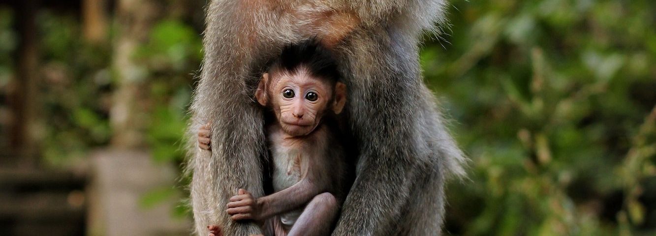 Um macaco sentado em um muro de pedra com um filhote se agarrando às suas costas.