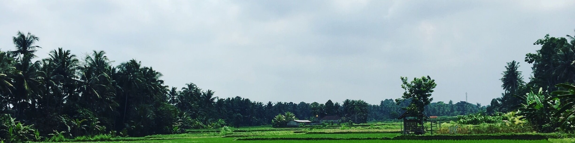 Bali and its rice fields. A classic landscape surrounded by the balinese spirit of calm.
Ubud truly amazed me.