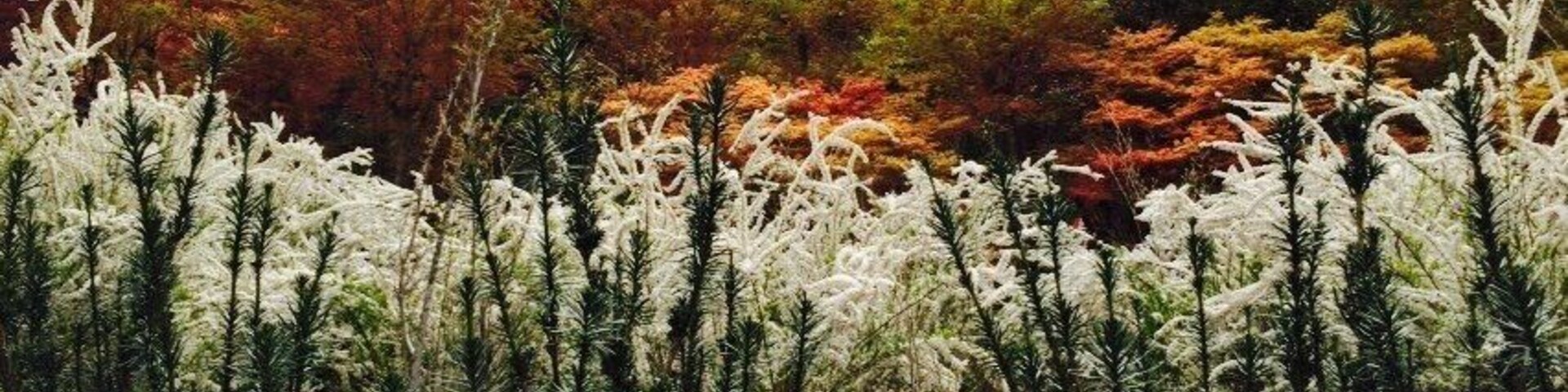 Um campo com plantas altas e brancas em flor, com um pano de fundo de folhagem outonal colorida.