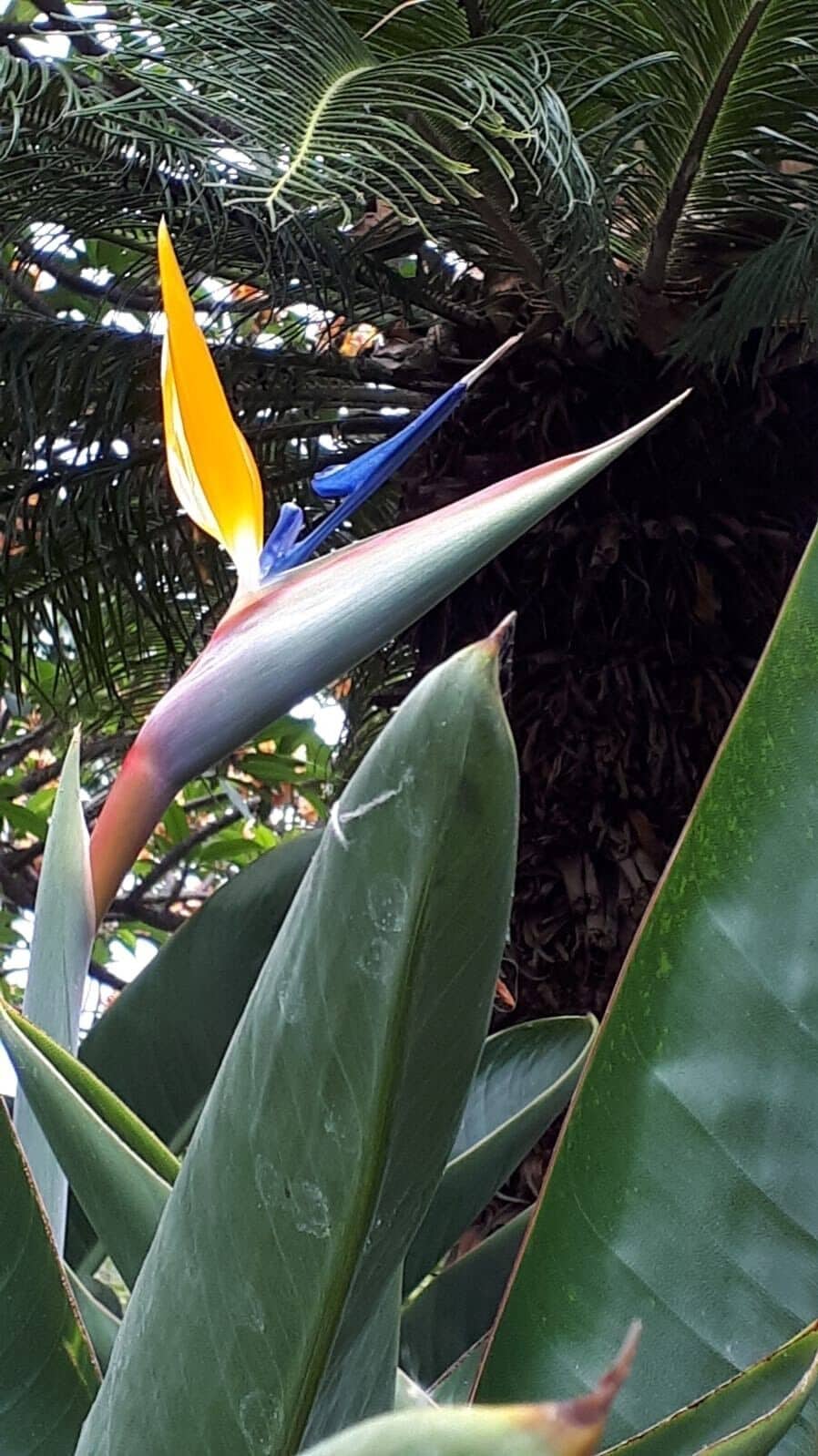 Uma flor de pássaro do paraíso, com uma espata longa e pontiaguda em vermelho e amarelo, rodeada por folhas verdes.