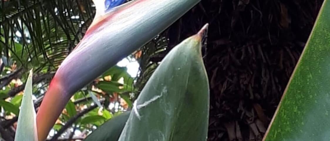 Uma flor de pássaro do paraíso, com uma espata longa e pontiaguda em vermelho e amarelo, rodeada por folhas verdes.