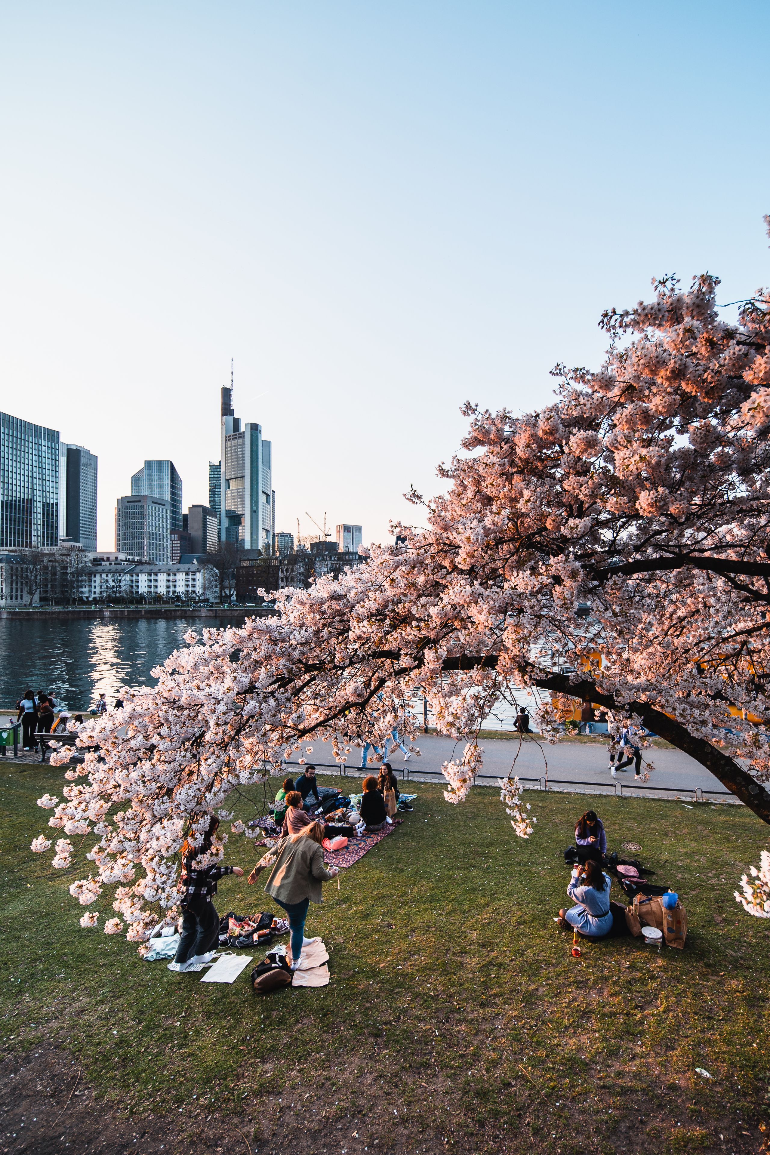 Um parque com cerejeiras em flor, pessoas fazendo piquenique e um horizonte urbano ao fundo.