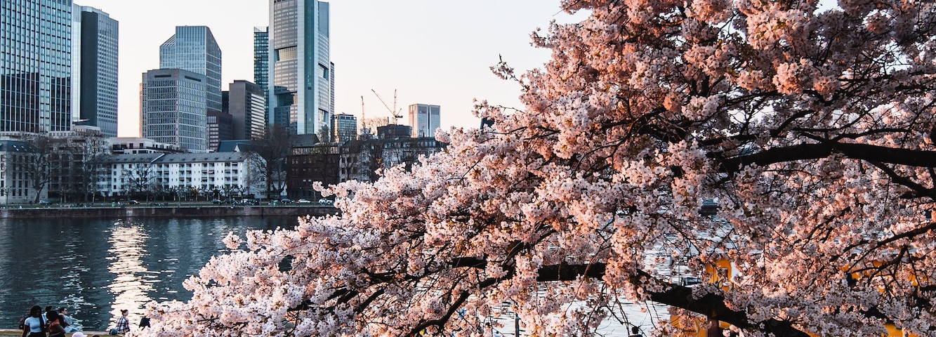 Um parque com cerejeiras em flor, pessoas fazendo piquenique e um horizonte urbano ao fundo.