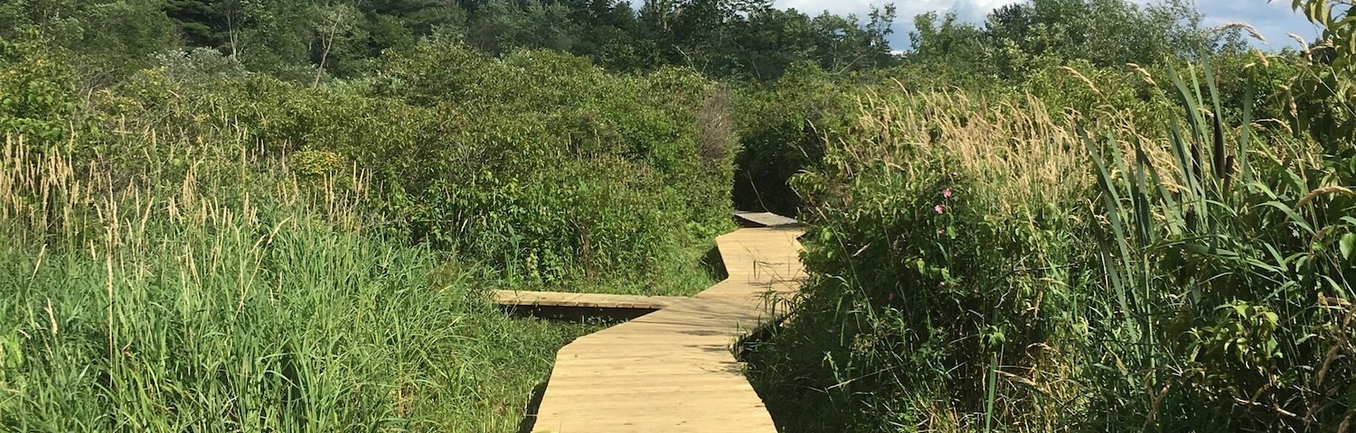 Peaceful boardwalk through the marsh.