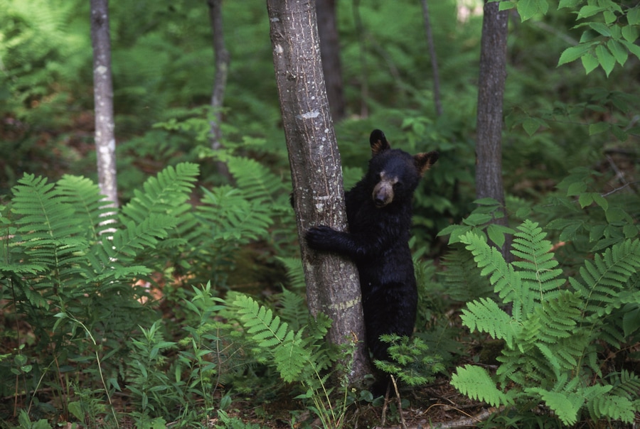 Um urso negro escalando uma árvore em uma floresta.