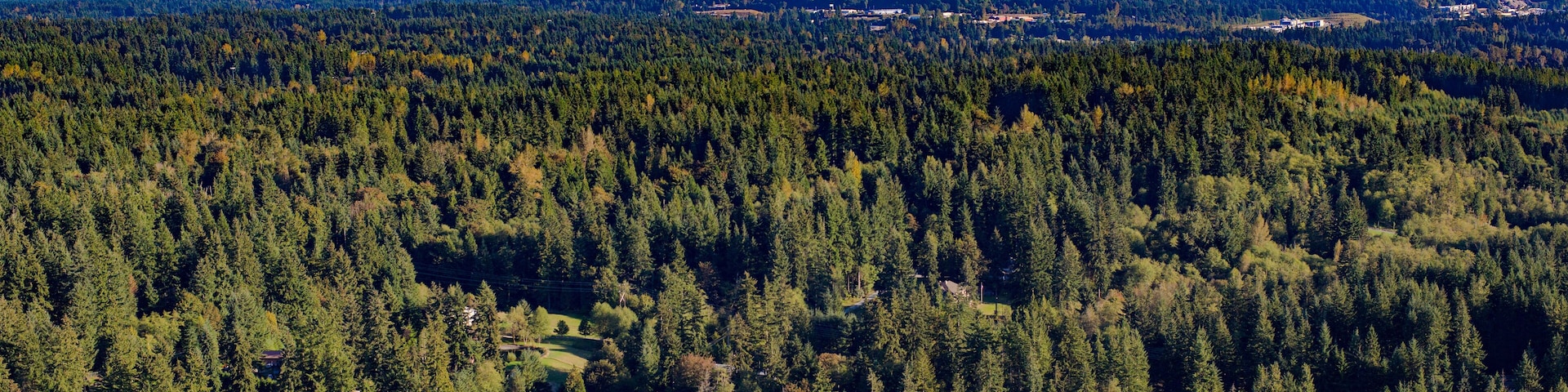 Floresta densa com casas espalhadas e uma cadeia de montanhas ao fundo.