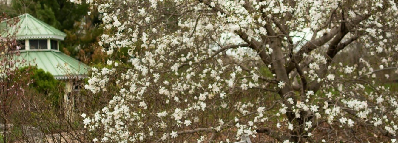 Springtime at the GBBG