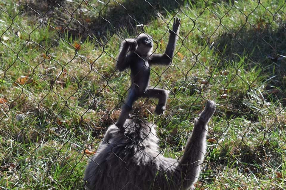 Um gorila em pé sobre as patas traseiras, atrás de uma cerca de arame.