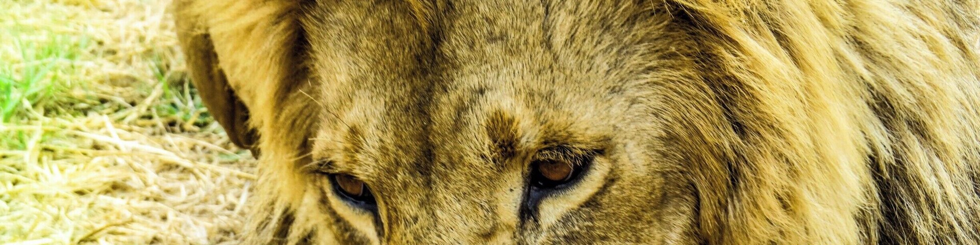 Lion having lunch at Antelope Park, Zimbabwe.