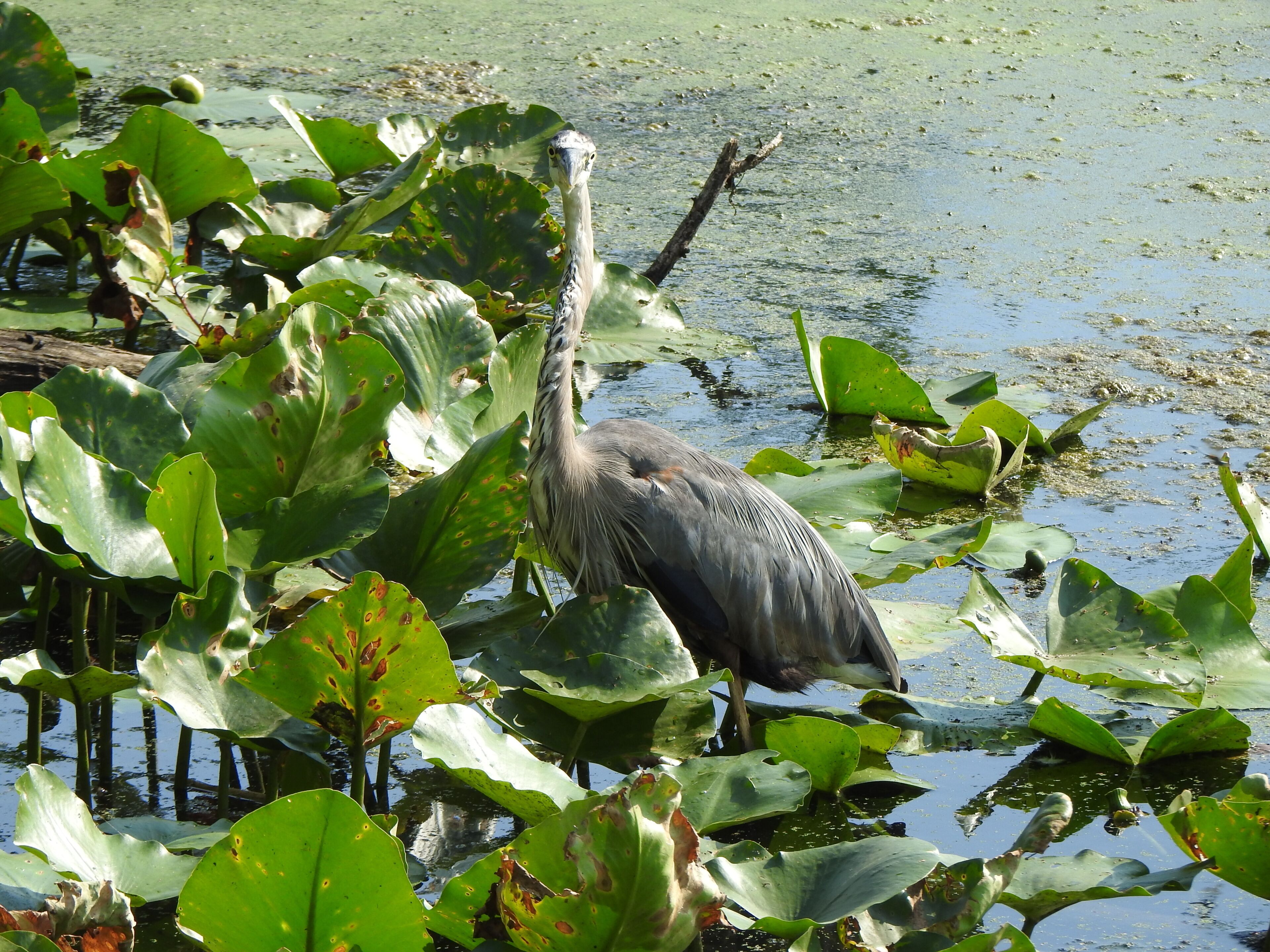 Um garça em meio a folhas de nenúfar em um lago.