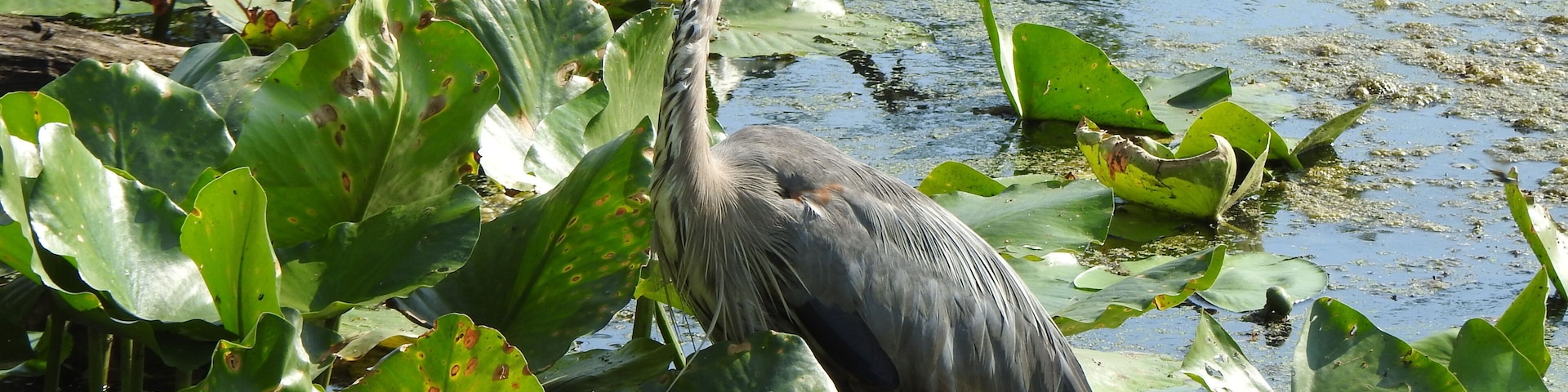 Um garça em meio a folhas de nenúfar em um lago.