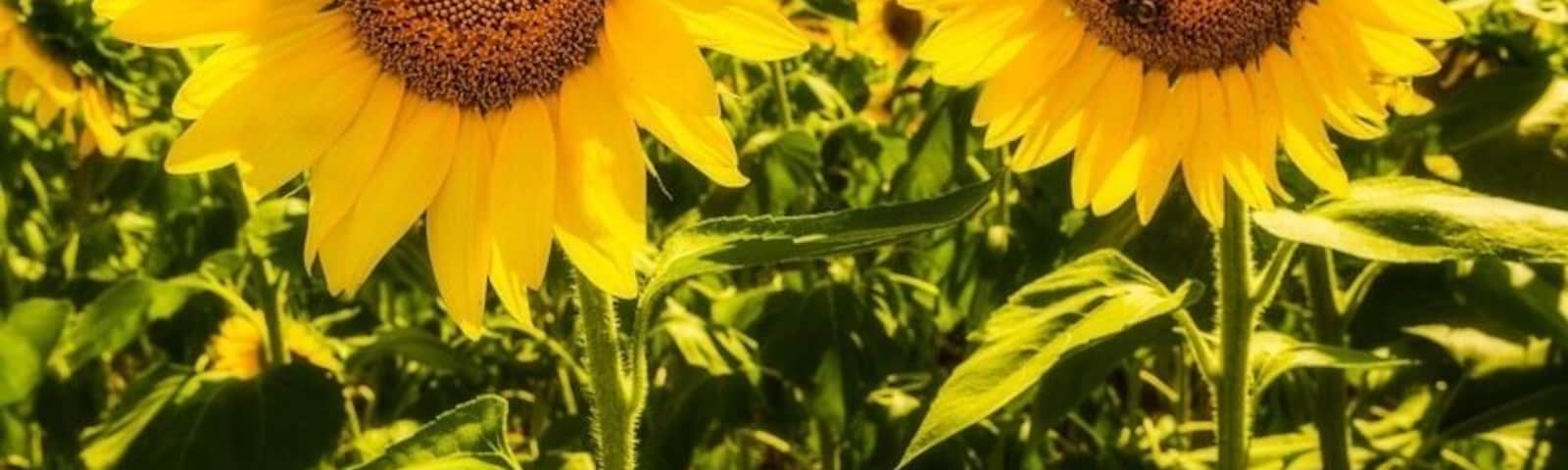 Sunflower maze.
For prints/workshops: www.lawrencetellezphotos.com
#sunflowers #summer #outdoors #landscapephotography