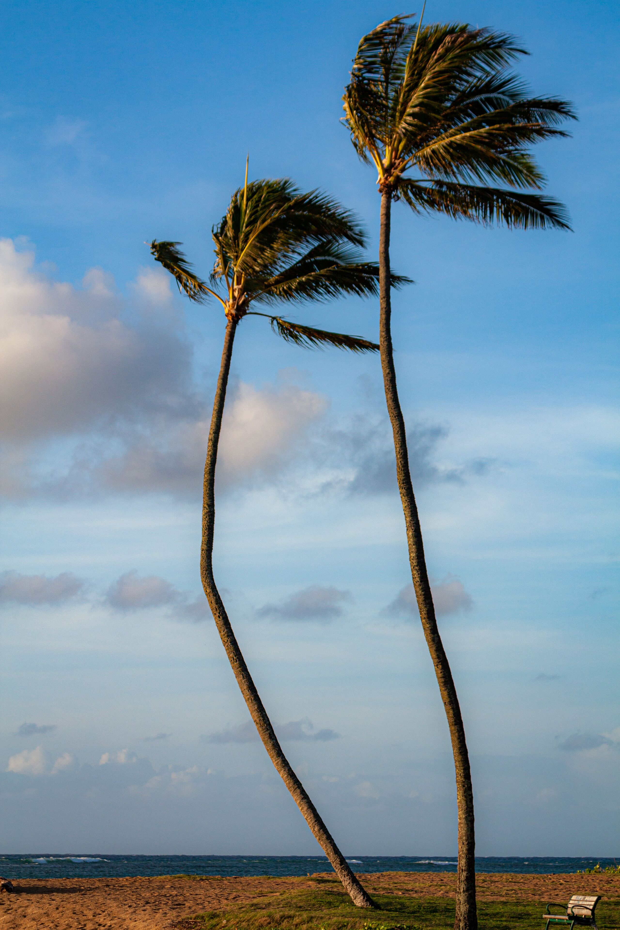A Piece of Peace
#seascapephotography #landscape #travel #photo #fotó #Foto #bench #beautiful #Wow #photography #peaceful #peace #sky #palms #hawaii2019 #Luxury #waves #beachlife #beach #HIlife #poft #hawaiianlife #paradise #tropical #HI #PhotoOfTheDay #clouds #canonusa #canon