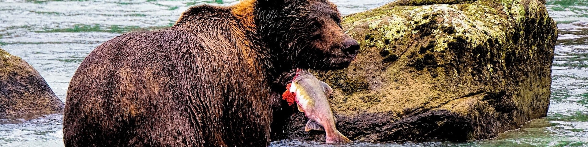 The chance to see a wild brown bear and her two cubs was one of the highlights of my cruise to Alaska. We spotted them not far outside of Haines up the Chilkoot River.