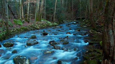 Um rio sinuoso com pedras e árvores em uma floresta.