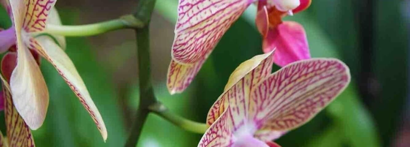 Beautiful conservatory.. best part, it’s free! Tropical reprieve from winter.