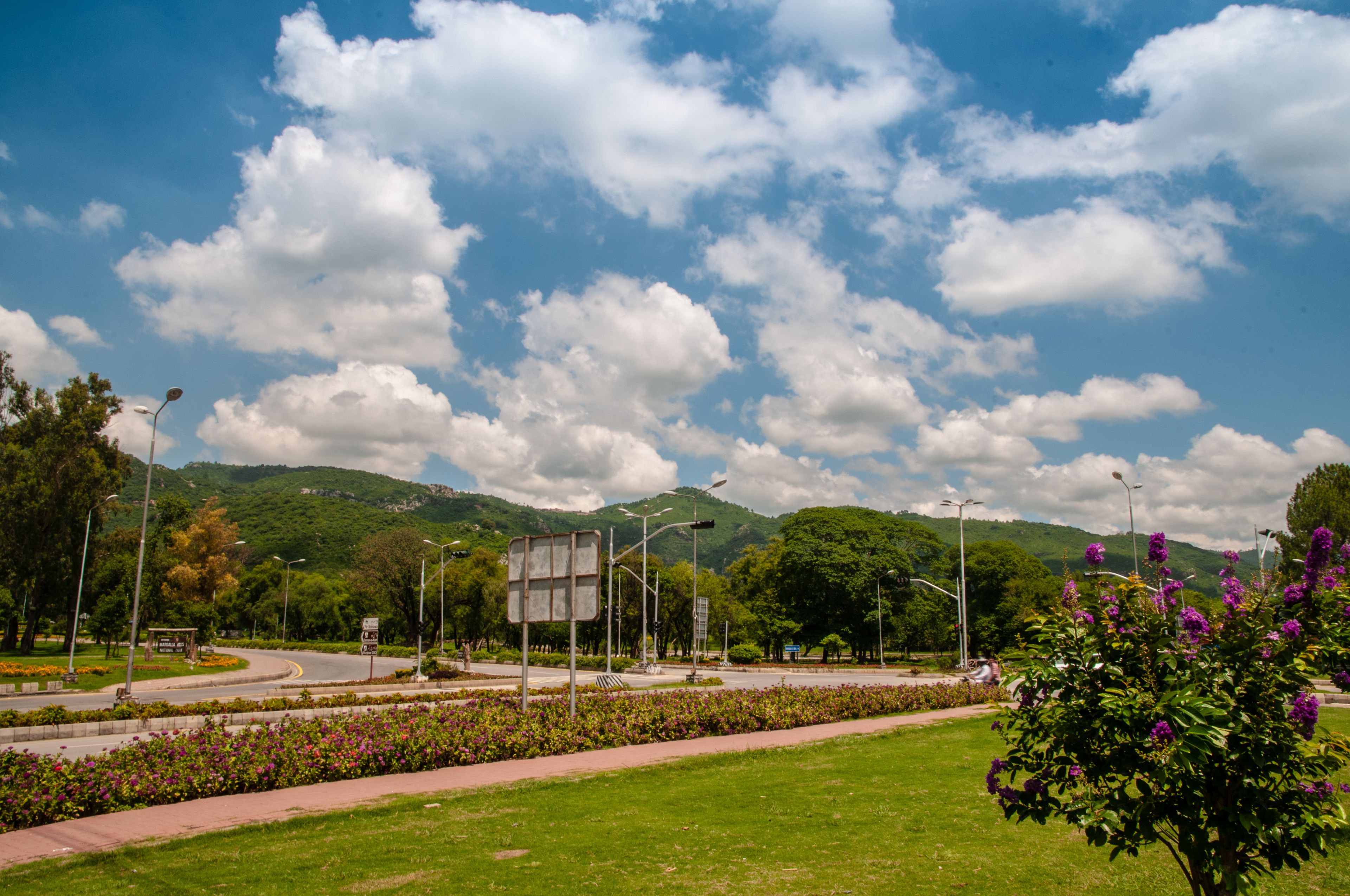 Um parque com uma estrada, postes de luz e flores roxas.