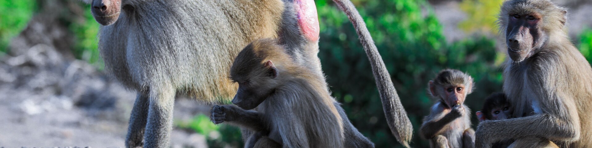 Um babuíno com sua cria em terreno rochoso.