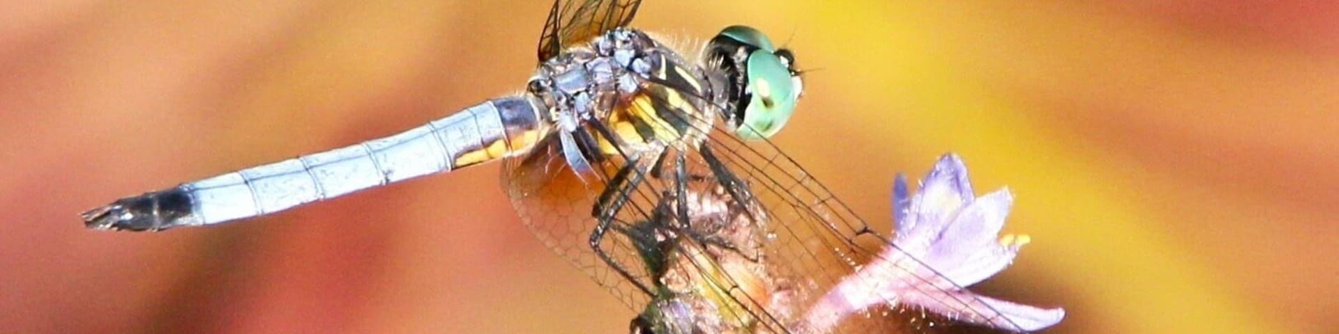Dragonfly at the wetlands in the Botanical Garden Shaw Nature Preserve.