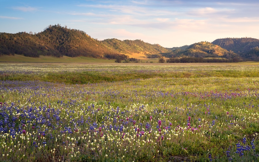 Um campo de flores silvestres com colinas ao fundo.
