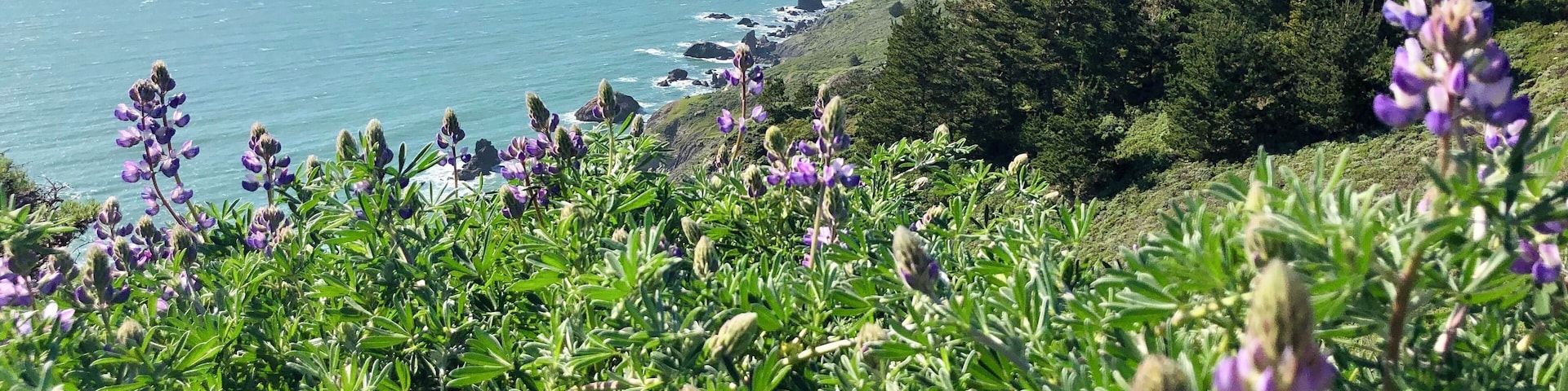 Paisagem costeira com flores roxas em primeiro plano, mar azul cristalino e colinas verdes ao fundo.