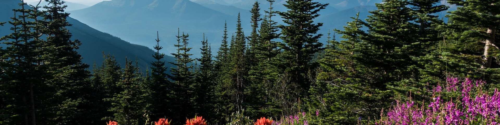 Paisagem montanhosa com árvores perenes e flores silvestres vibrantes.
