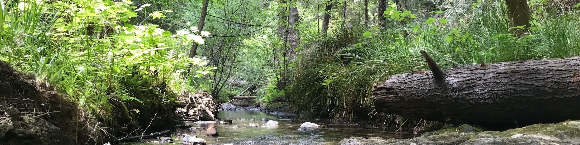 The Fern Canyon Trail in Van Damme State Park did not disappoint. It winds through a dense fern-filled forest along “Little River”. If you’re looking for a secluded trail to enjoy the fresh air and nature sounds, this is the place to be.