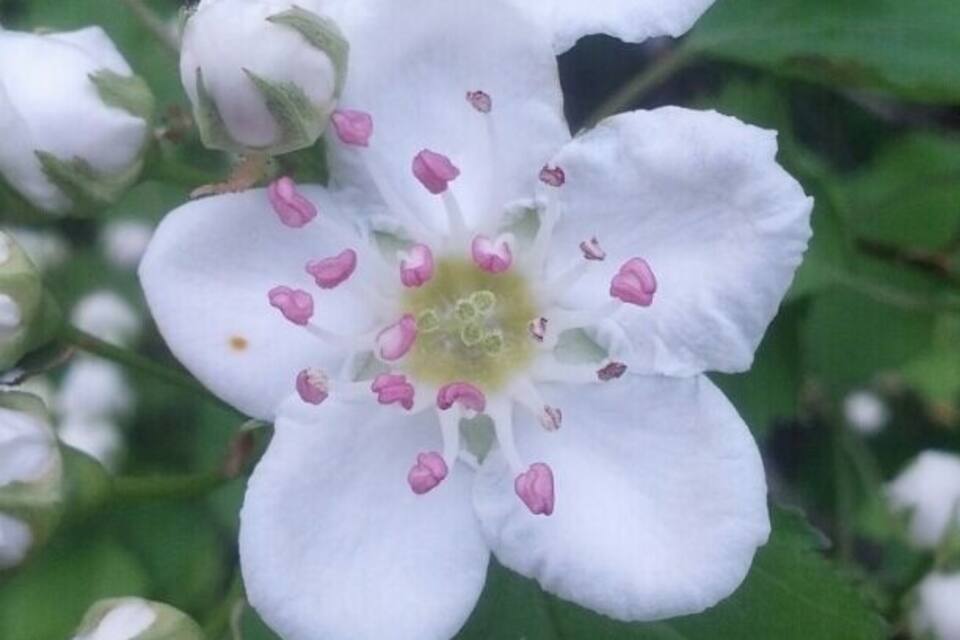 Uma flor branca com detalhes rosa e folhas verdes.