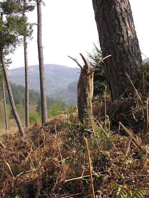 Uma área arborizada com uma árvore caída, pinheiros altos e uma montanha ao fundo.
