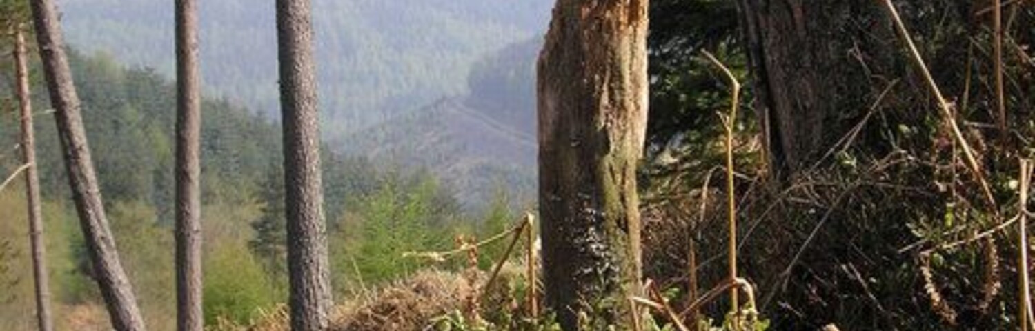 Uma área arborizada com uma árvore caída, pinheiros altos e uma montanha ao fundo.