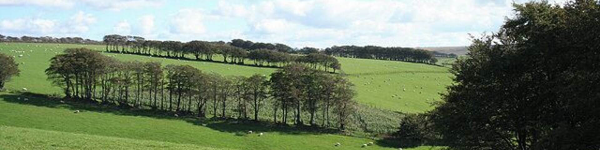 Um campo verde com árvores dispersas e céu claro.