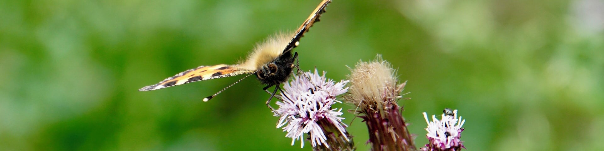 Small Tortoiseshell Butterfly ready to take flight @ the Devils Arrows, Boroughbridge, North Yorkshire, UK (July 2019). #nature #naturalworld #butterflies