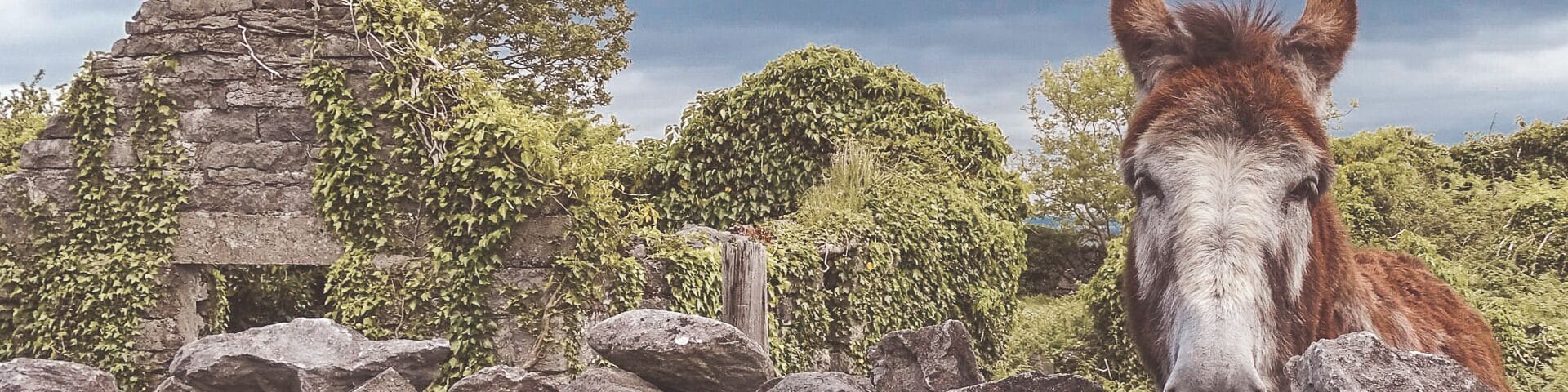 In one of the streets around the Cliffs of Moher lives this lovely donkey. He loves apple and cuddles. He's also a wonderful model.
#nature #ireland