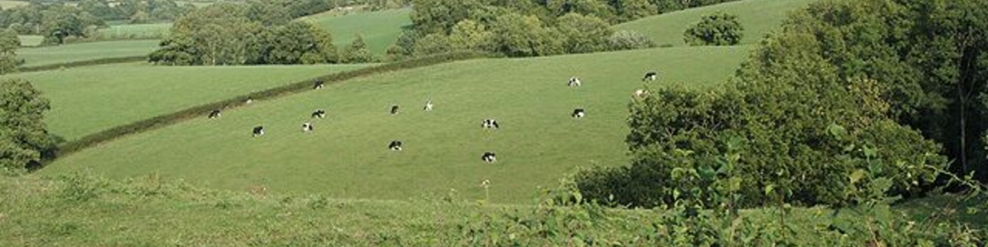 Stockland: by Marlpit Cross. Looking north east towards the Yarty valley