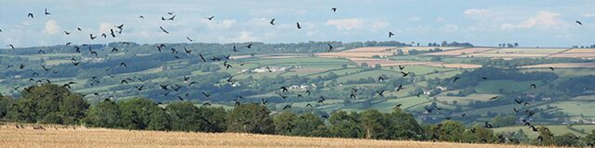 Stockland: by Ridge Cross. Crows disturbed in a field of stubble. Looking north east towards the Corry valley