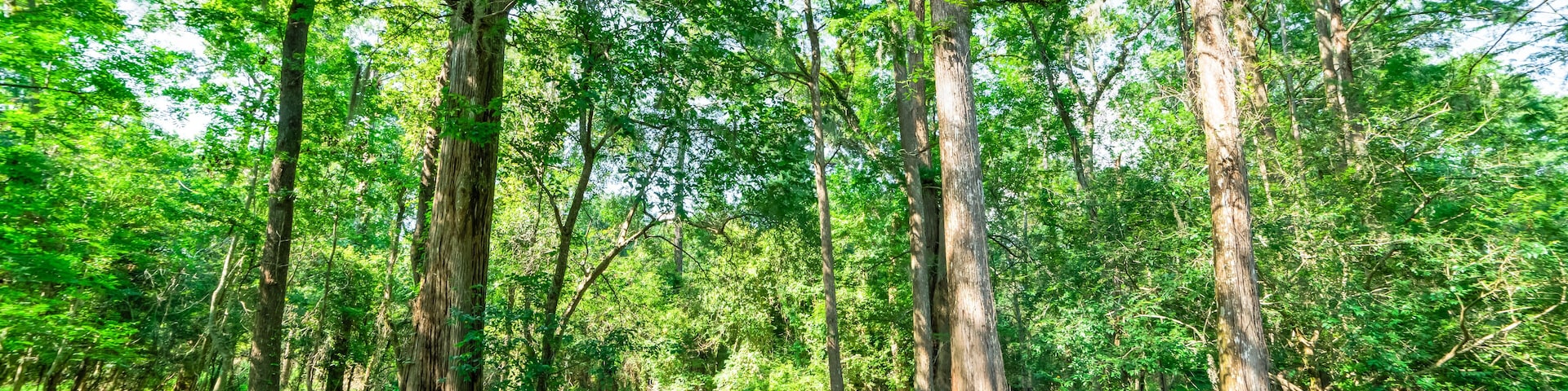 Uma passarela de madeira serpenteia por uma floresta pantanosa, com árvores altas e vegetação densa.