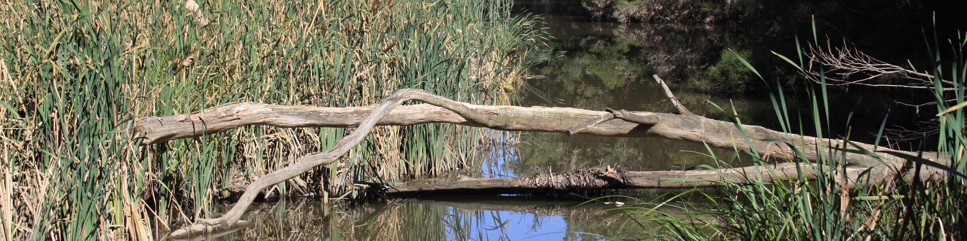 A quiet oasis in an area of relentless suburbia.