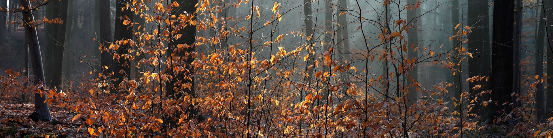 Uma floresta com folhas outonais e árvores altas.