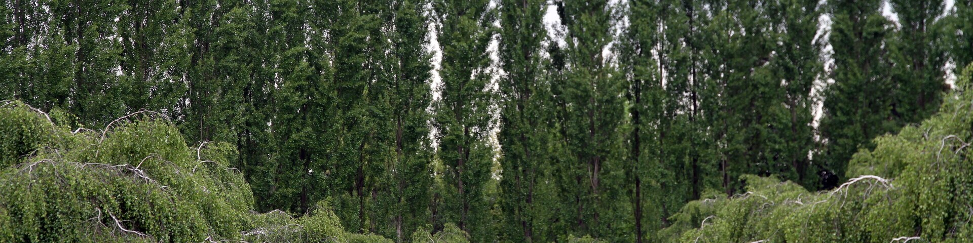 Uma estátua cercada por pessoas em um parque com árvores altas.