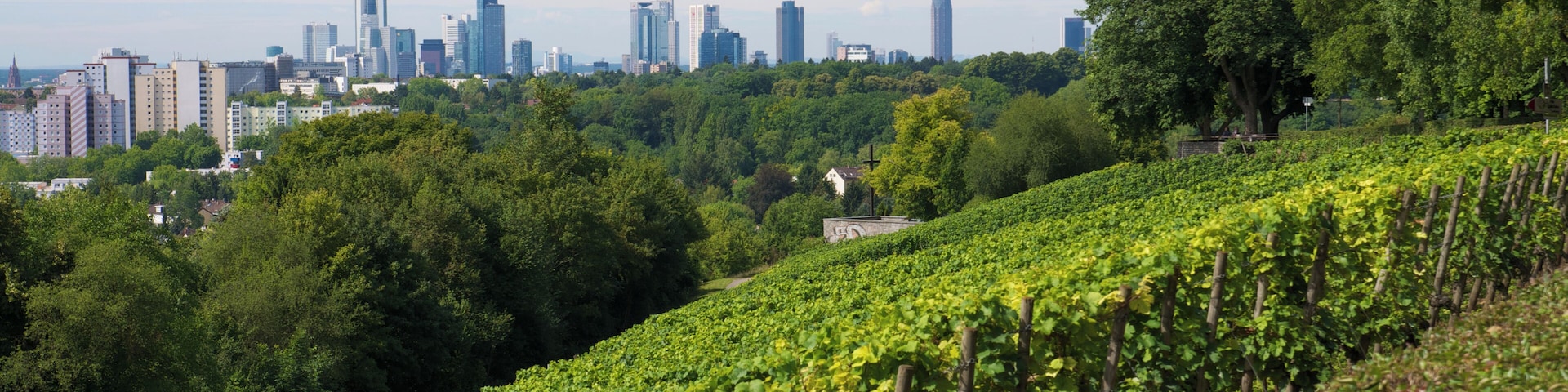 Vineyard at Lohrberg with the city centre of Frankfurt am Main in the background