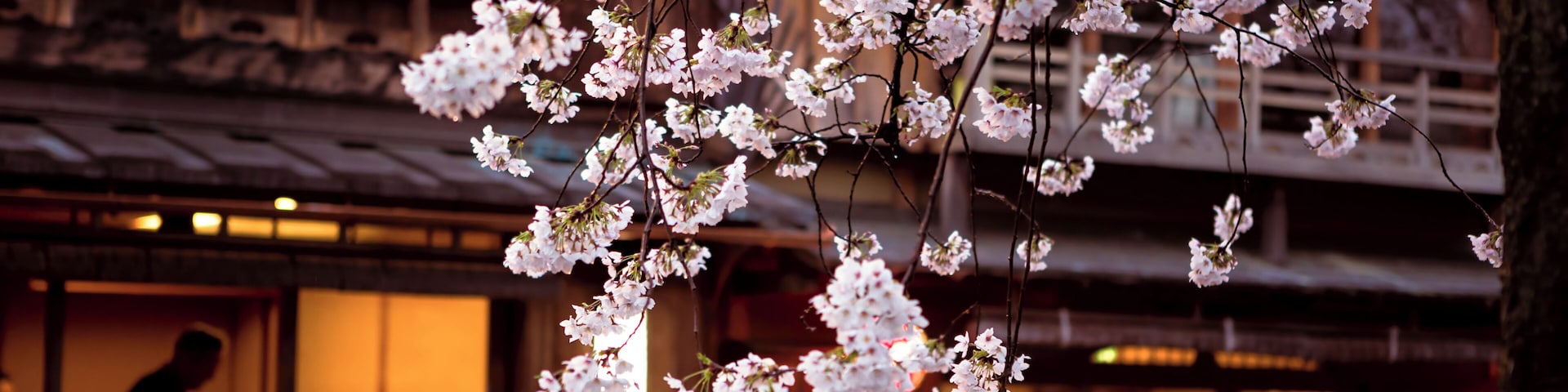 Springtime in Kyoto's Gion district. #asia #japan #kyoto #gion #sakura #streetphotography #travel