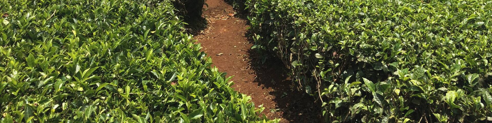 Acres of lush tea farms in Limuru Kenya.