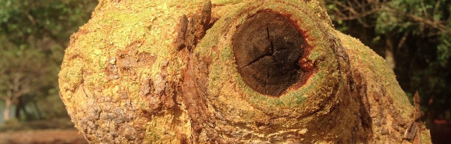 The tree of Masai which has a lot of health benefits