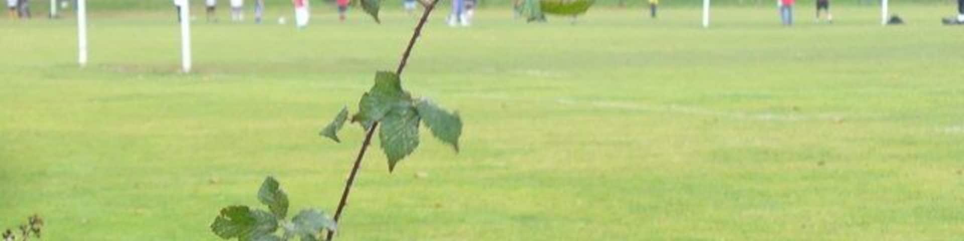Tooting Graveney Common Popular open space for recreation which is surrounded by densely populated residential streets.