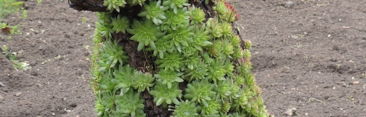 Dog of plants on Dog Kennel Hill.