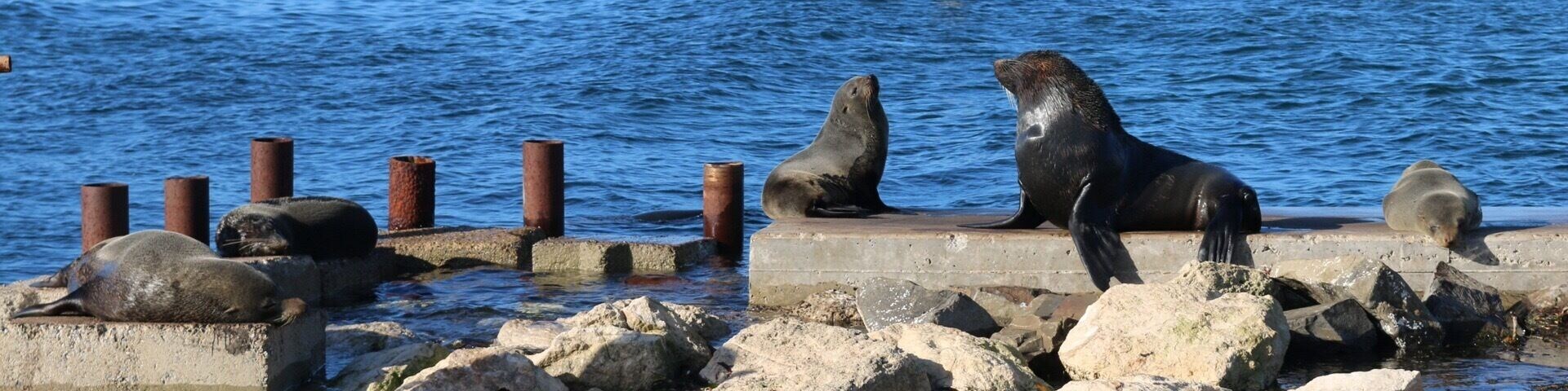 Um grupo de focas descansando em um cais de concreto à beira-mar.