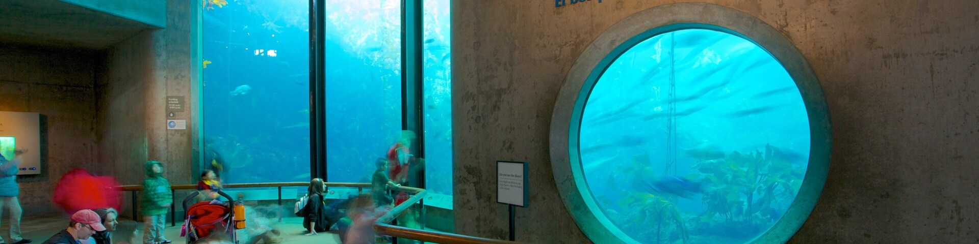 Um aquário com uma grande janela circular exibindo vida marinha.