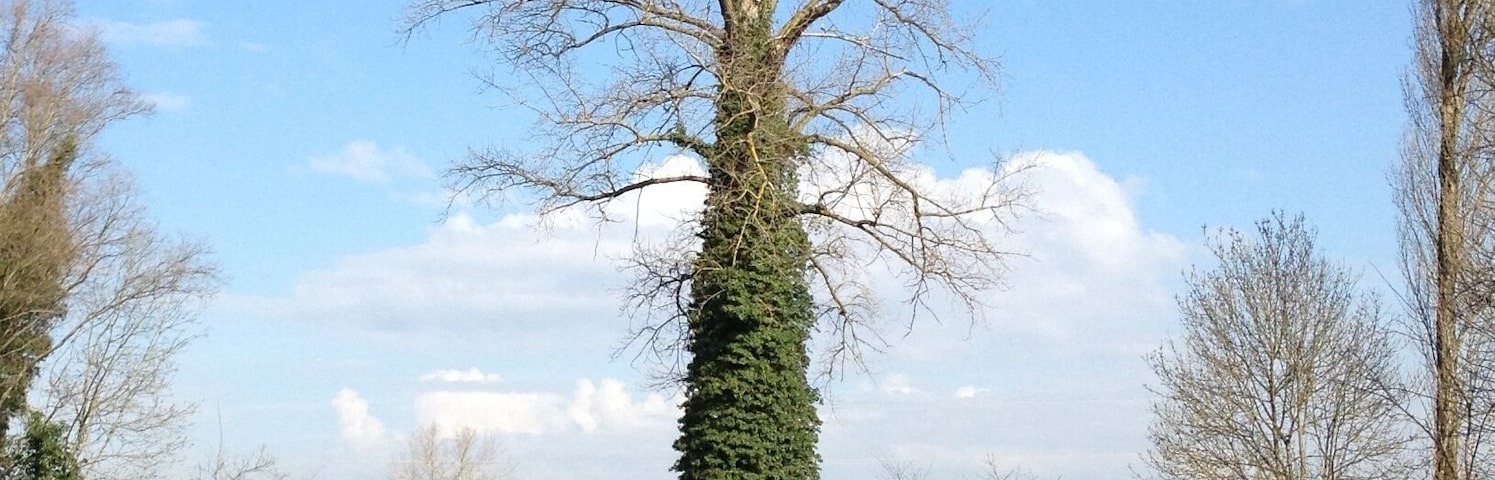 Arbre (Grand parc de Miribel-Jonage).