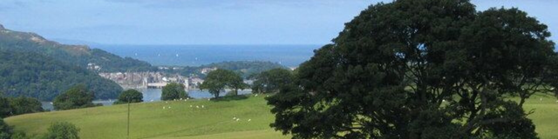 Uma encosta gramada com ovelhas, uma árvore grande e vista distante de uma cidade e um corpo de água.