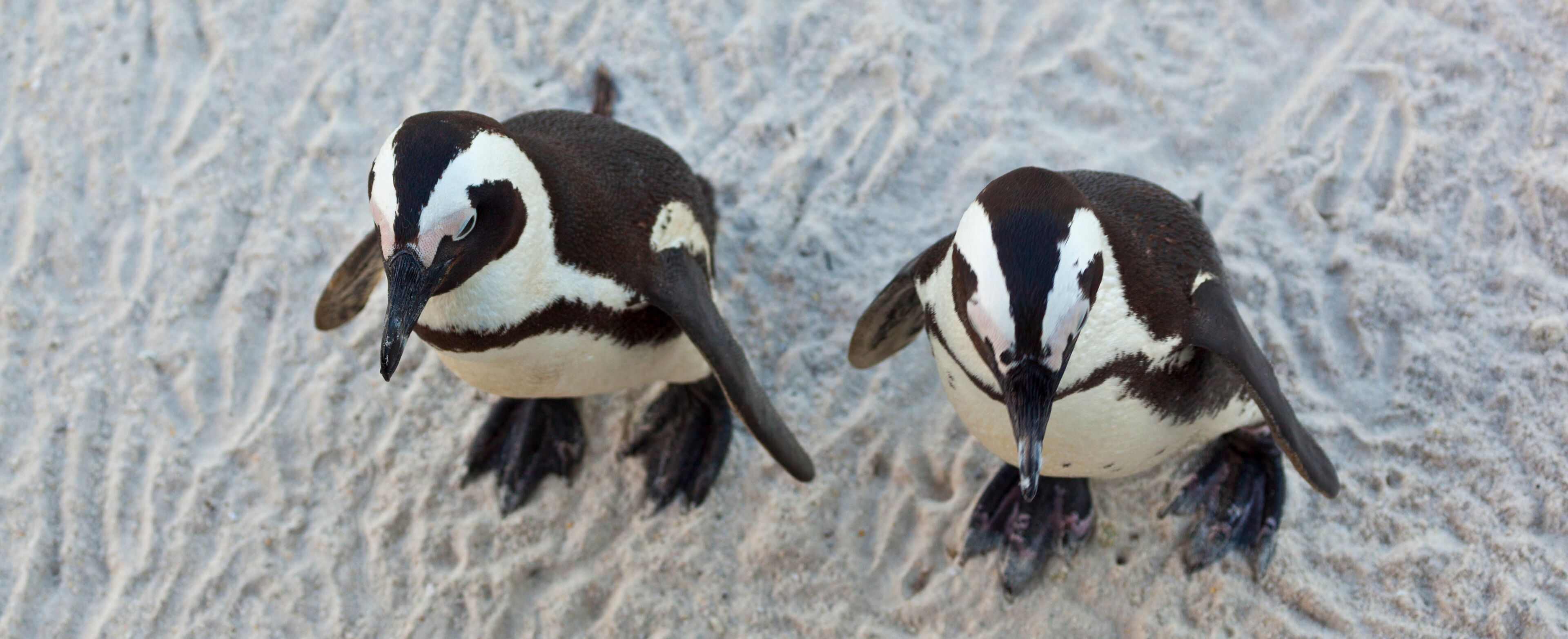 Dois pinguins em uma praia arenosa.